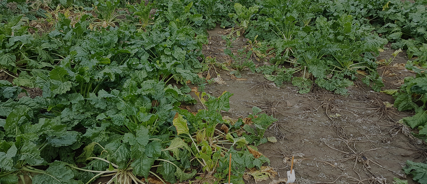 Rhizoctonia | Zuckerrüben WIKI von Betaseed
