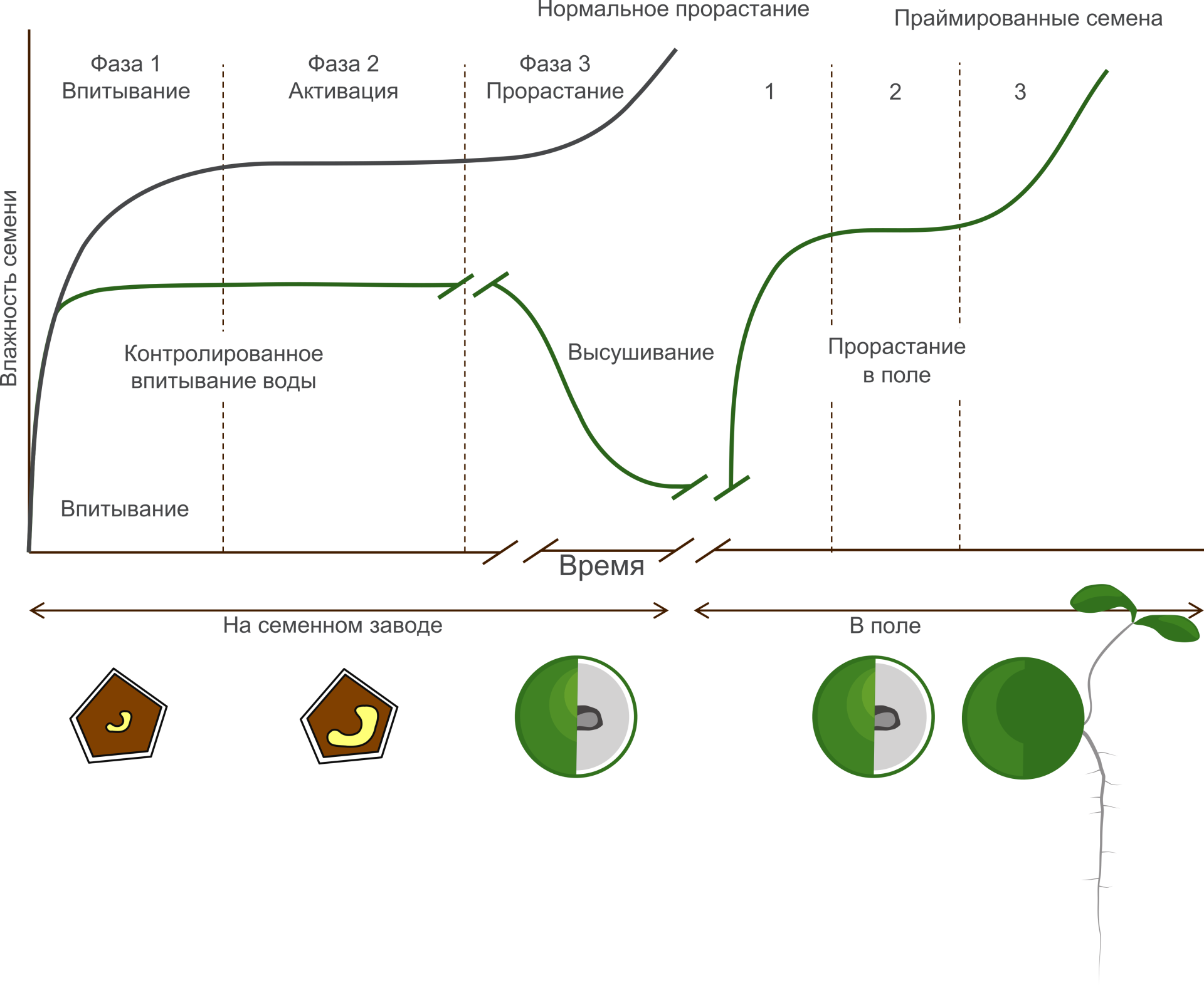 Технология производства семян – от обработки до активации | BETASEED